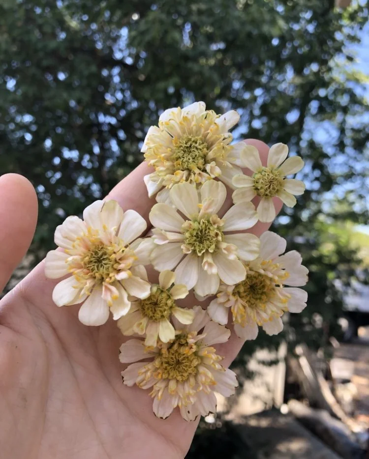 The Story of Our Zinnias — Dawn Creek Farm
