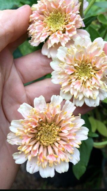The Story of Our Zinnias — Dawn Creek Farm