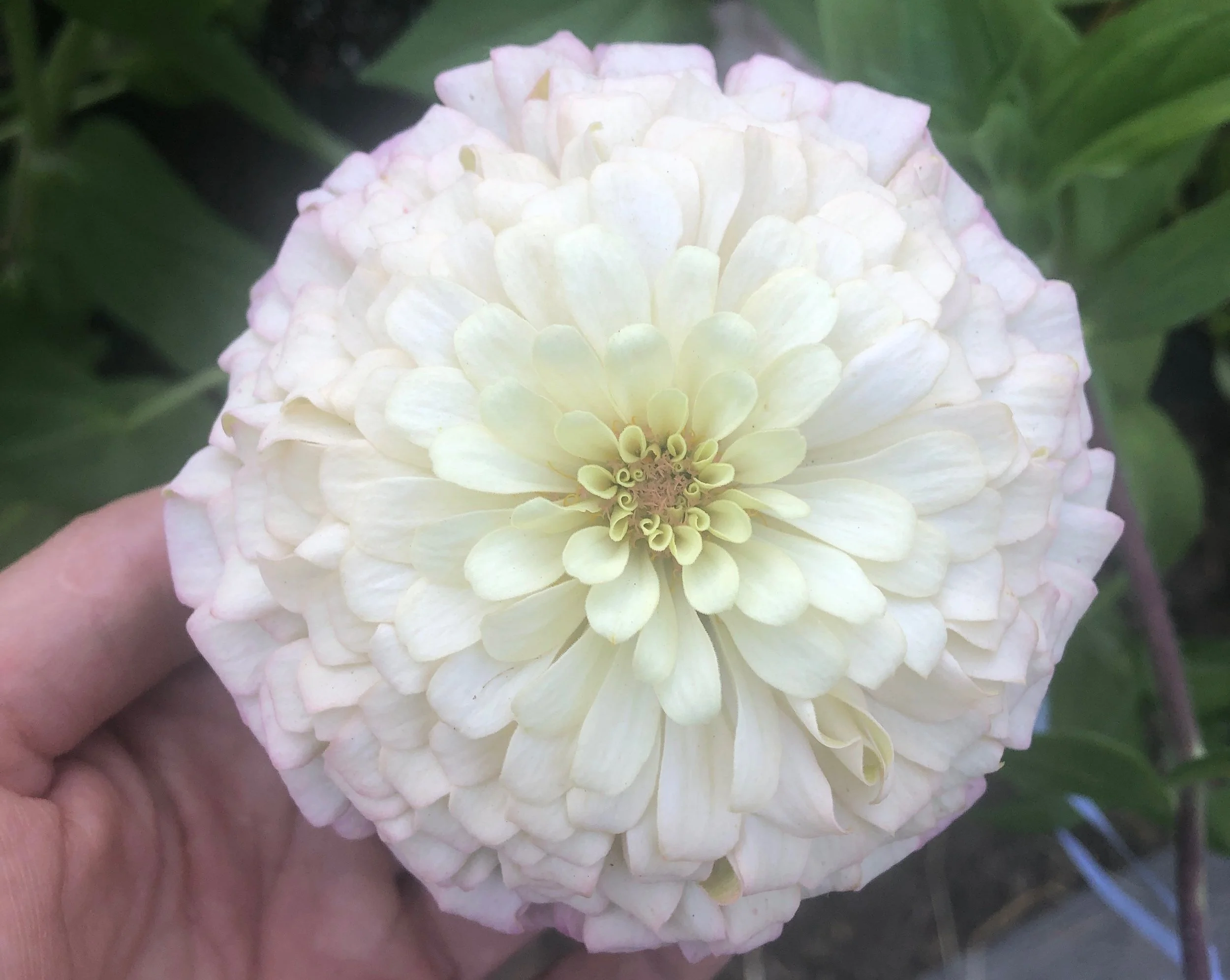 Zinnia Circle 2026 — DAWN CREEK FARM