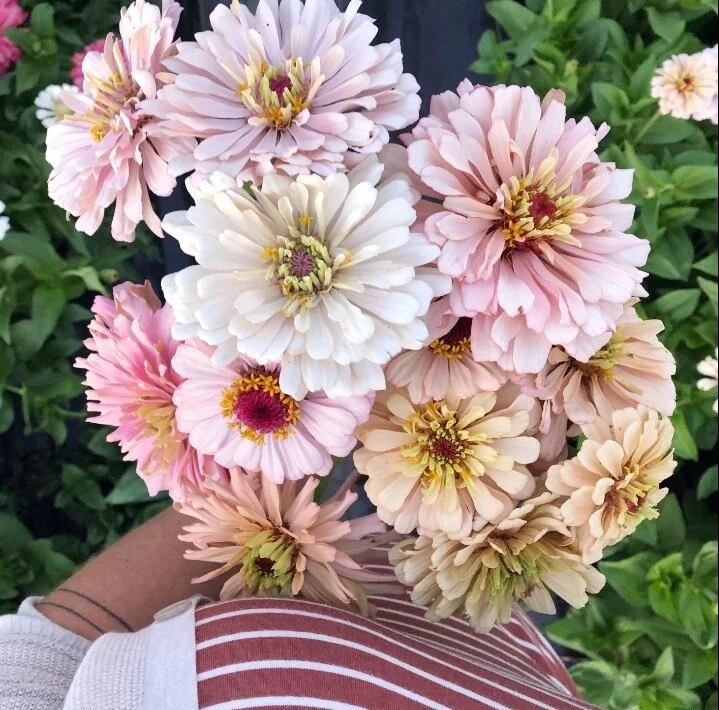 The Story of Our Zinnias — Dawn Creek Farm