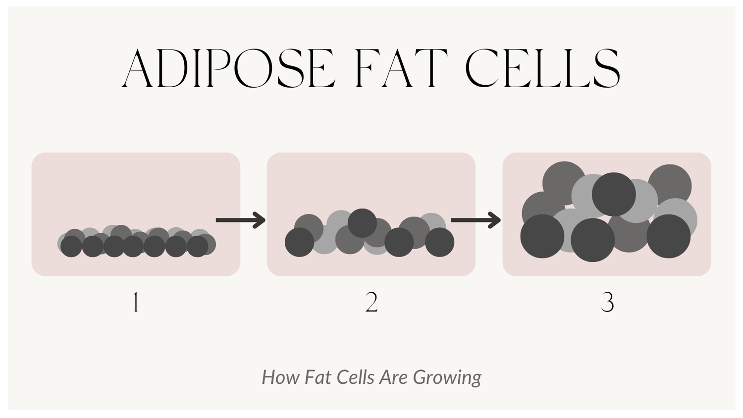 Experiencing Stubborn Weight Gain? Learn how To Speed up your ...