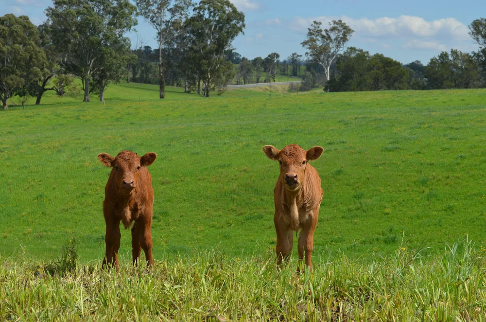 Angus Dams — Goldstein Park Livestock