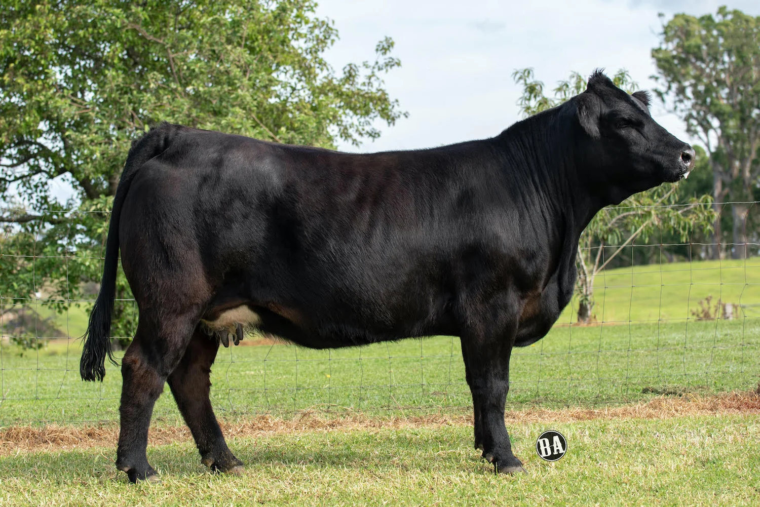 Angus Dams — Goldstein Park Livestock