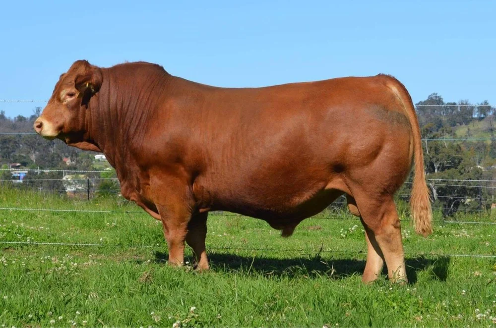 Angus Sires — Goldstein Park Livestock