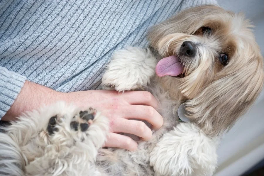 Gentle Dog Food | 7 delicious food options for your pup