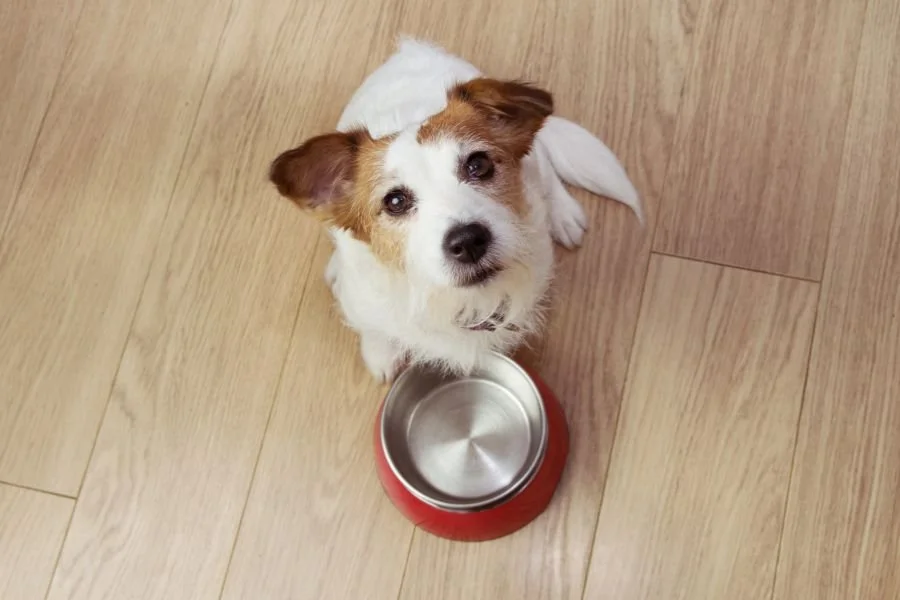 Gentle Dog Food | 7 delicious food options for your pup — Lecker Bites