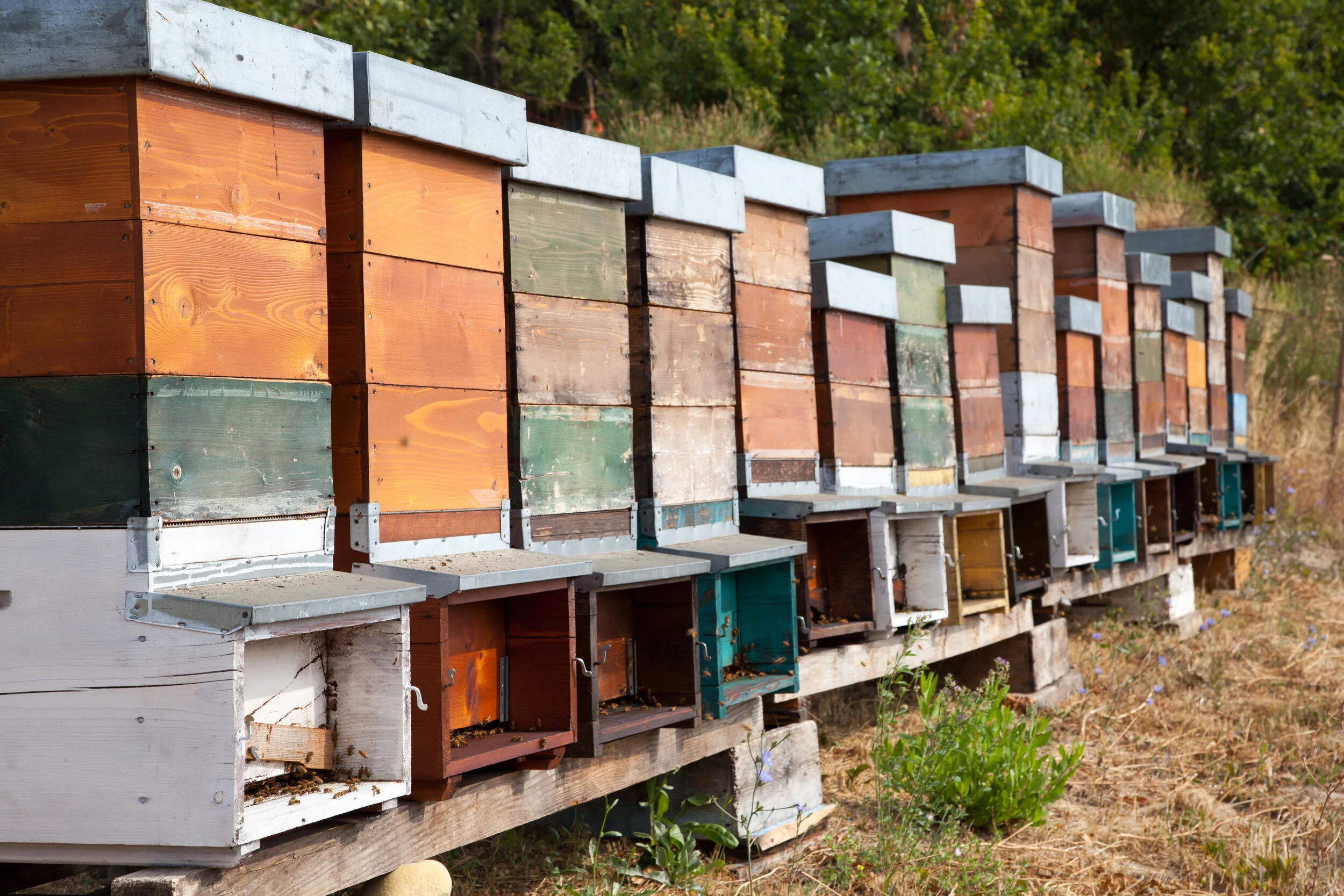 Farm — alba del borgo