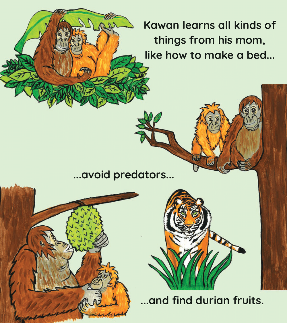 Kawan the Orangutan Book — Kid Conservationist