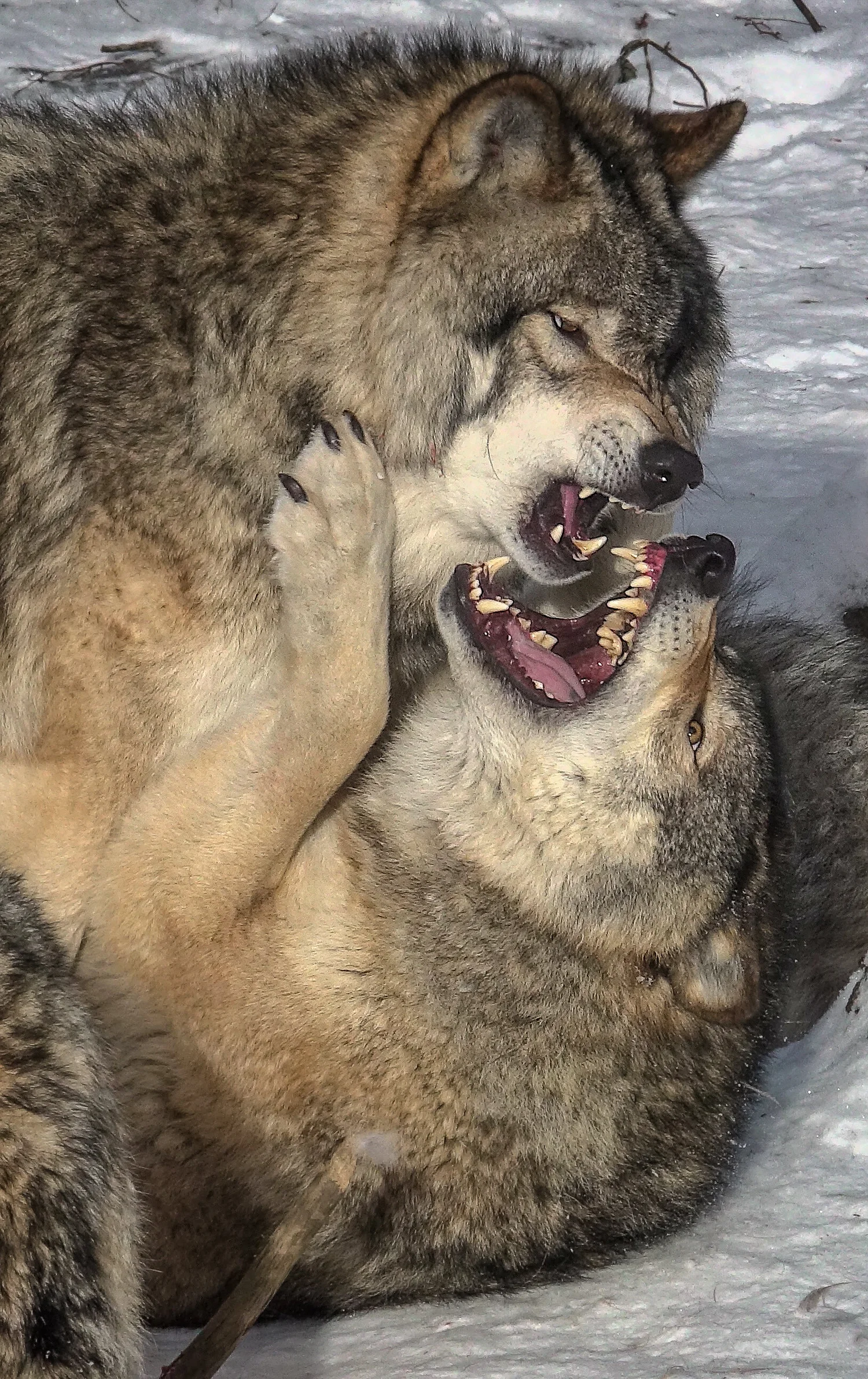 Wildlife Photography by James C SENGUL