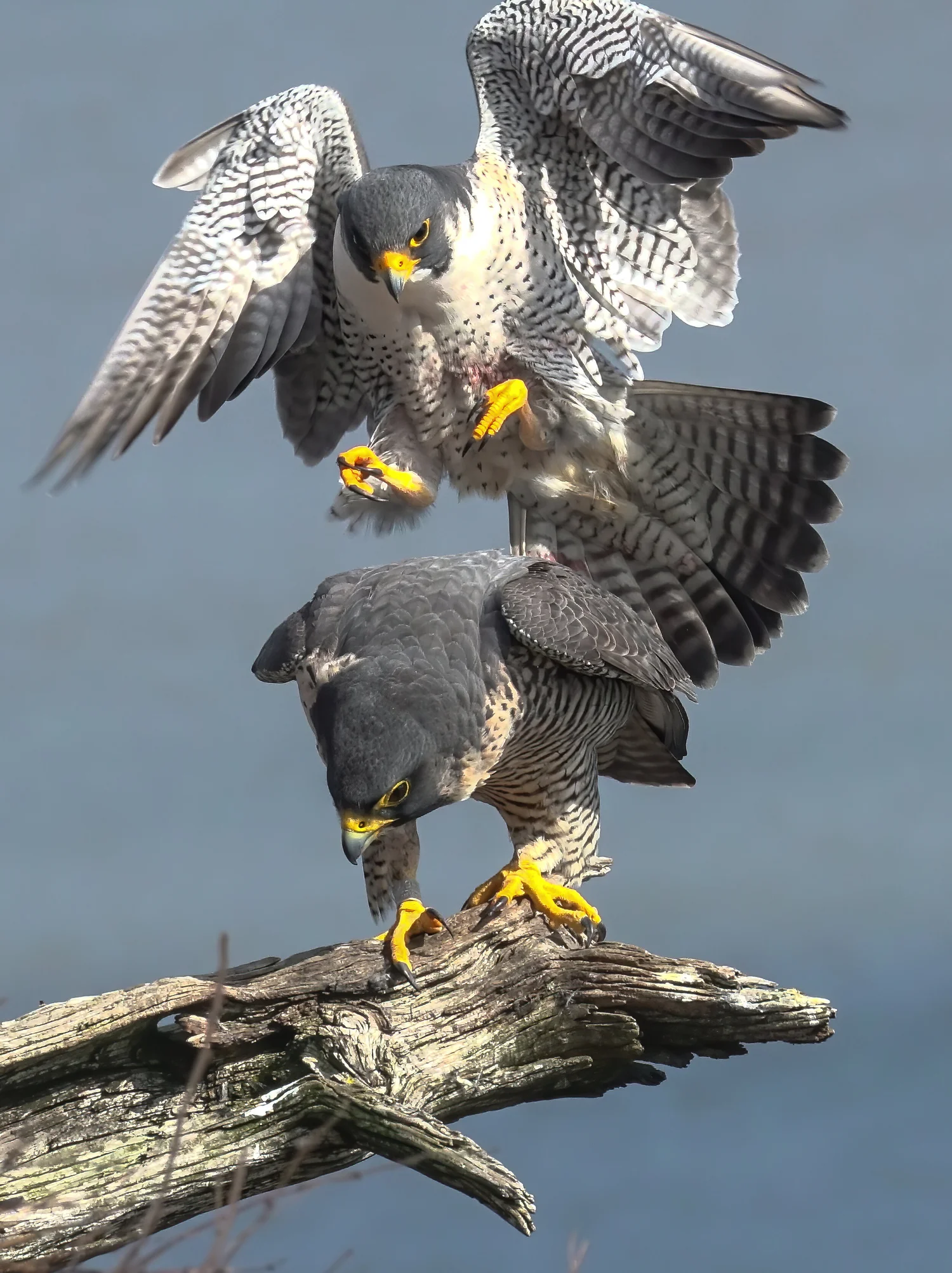Wildlife Photography by James C SENGUL