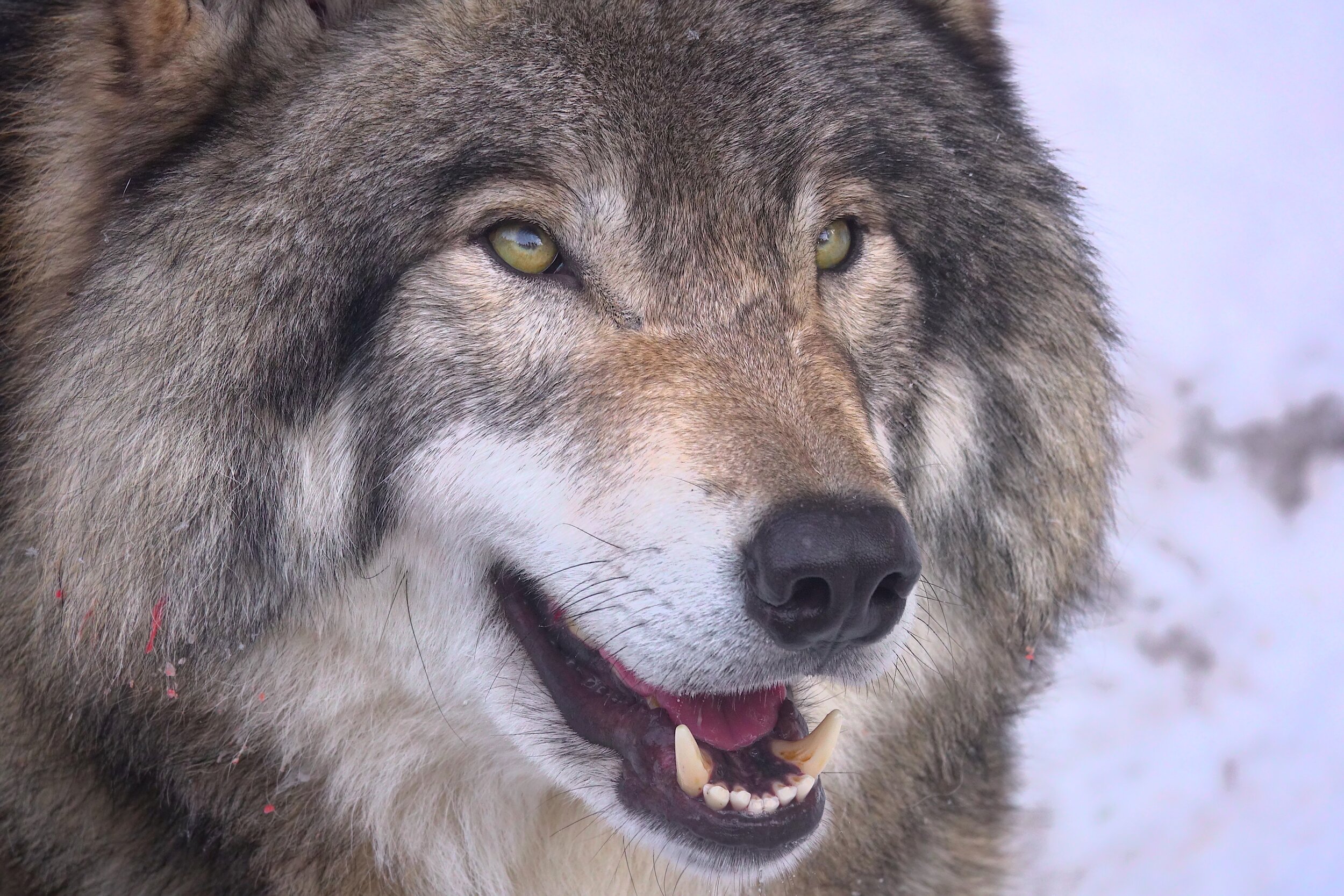 Wildlife Photography by James C SENGUL