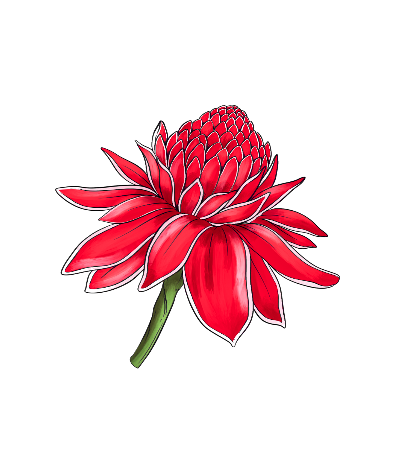 clivia + torch ginger — Flowerscape