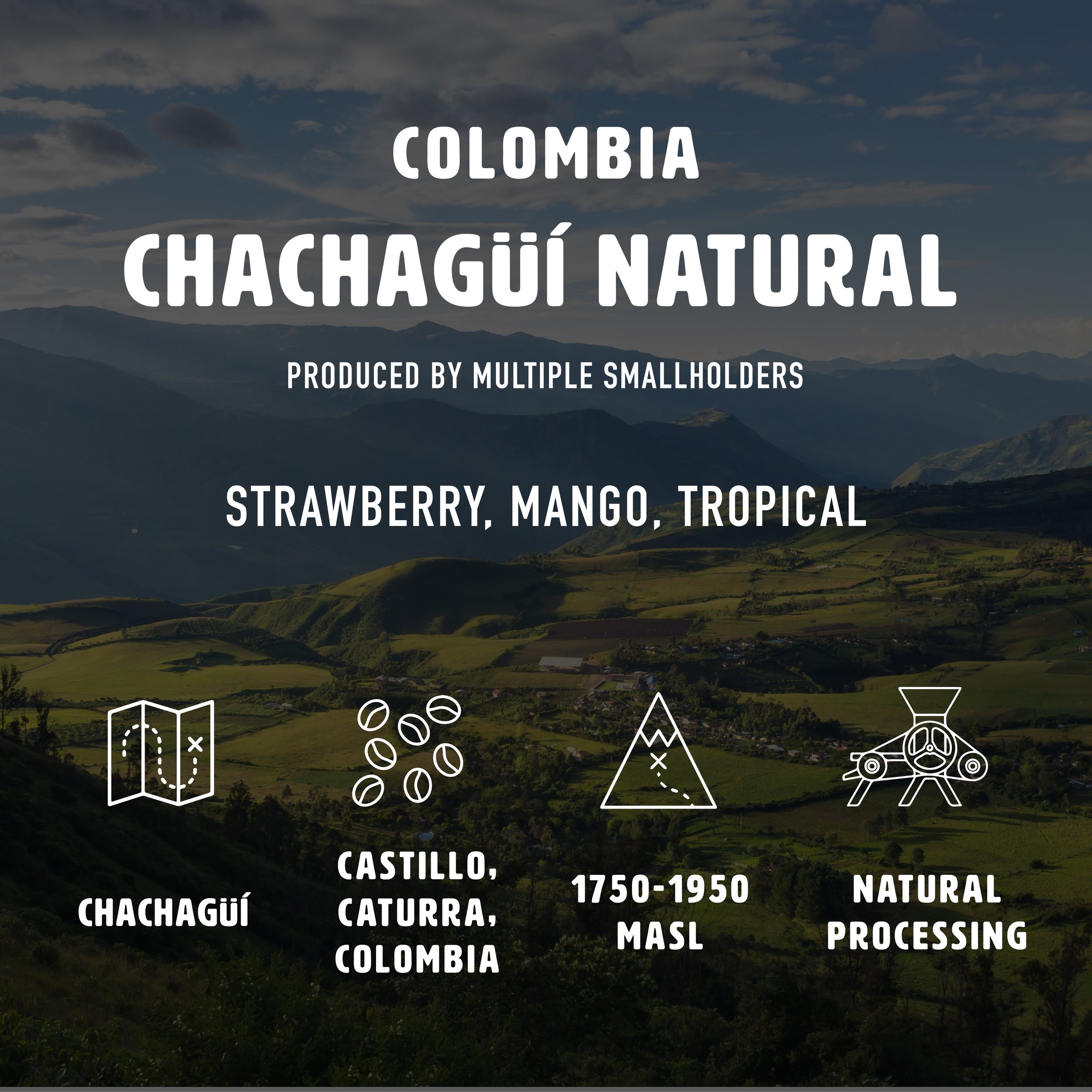 No Fuss Cold Brew Blend — Bolt Coffee Co.