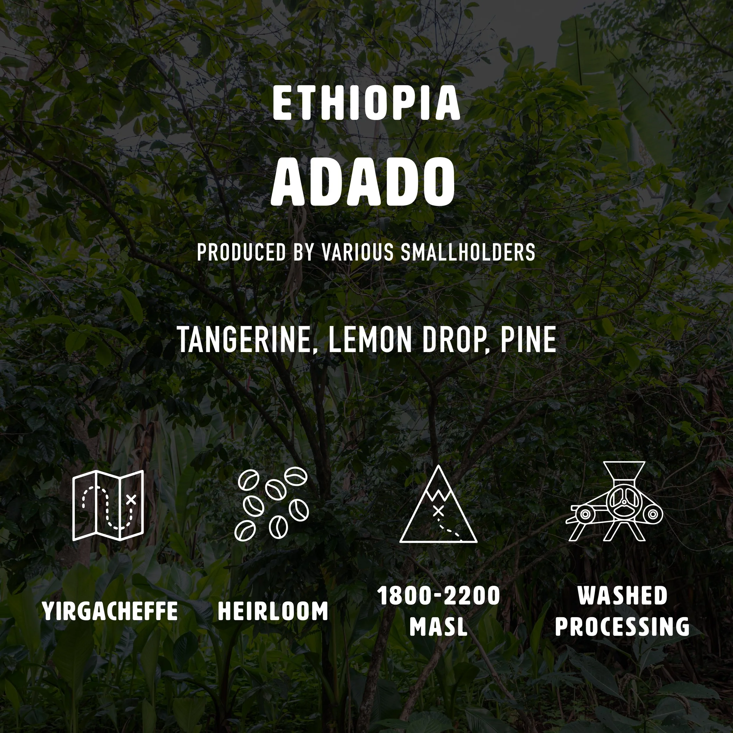 Shop — Bolt Coffee Co.