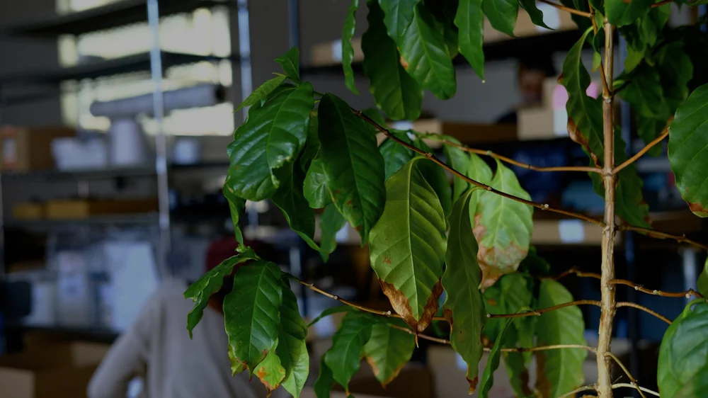 Bolt Coffee Co. | Buy Online or Visit our Cafes