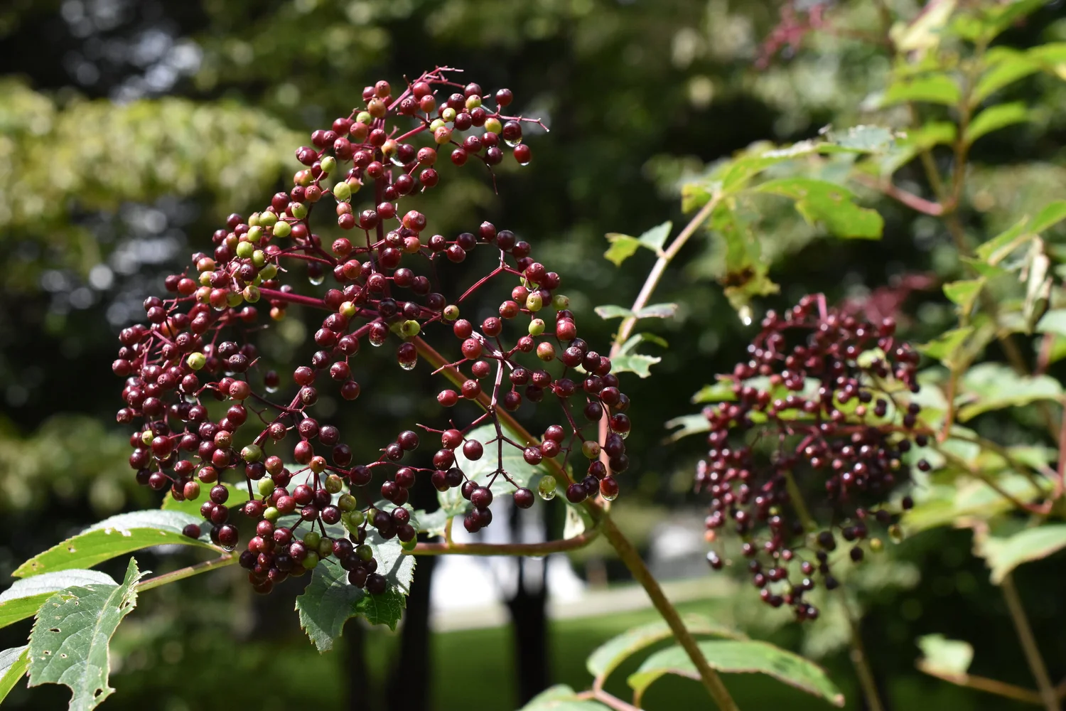 Nursery — SATURNIA FARM