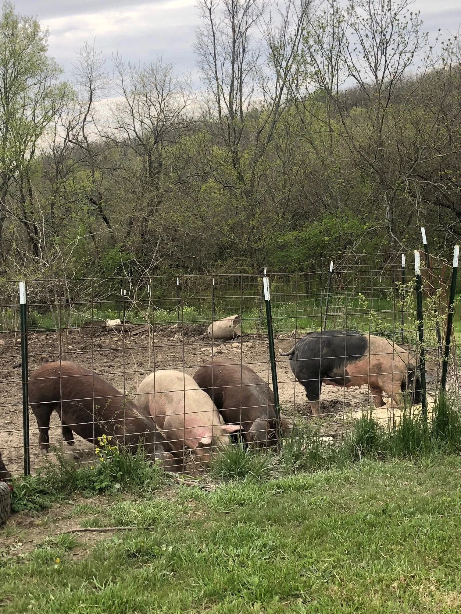 Castle Farms Fresh Meats