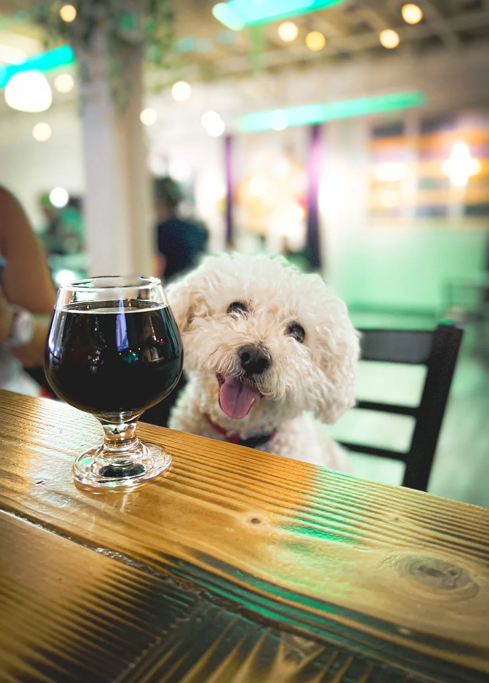 Dog Friendly Brewery in Lewisville, TX - Mutts On Tap — What's On Tap