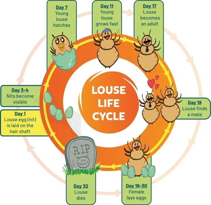 All you need to know about lice — Lice Specialists