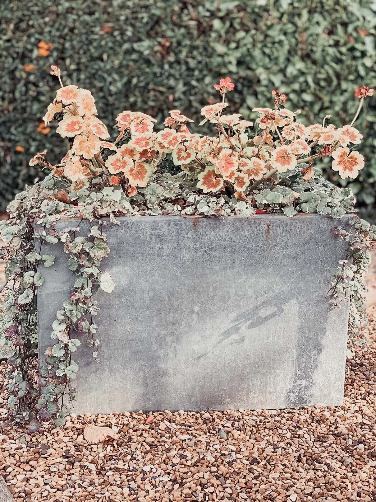 Shop Steel Edging, Trough & Tapered Planters & Tree Guards | Steel ...