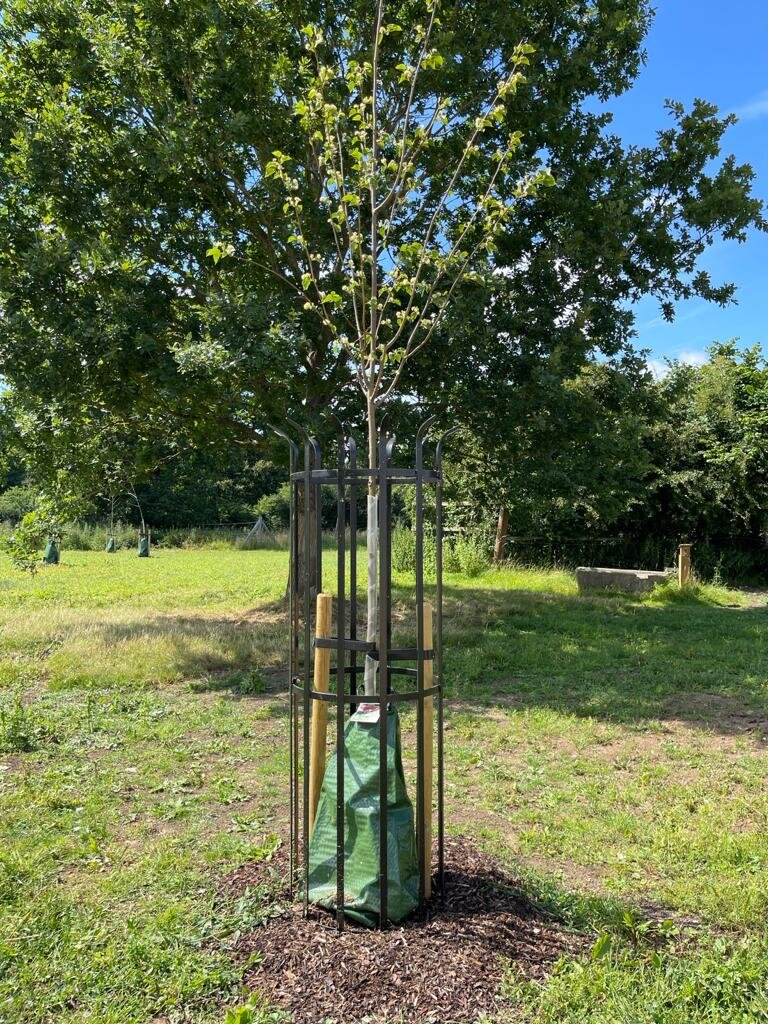 Traditional Steel Tree Guards | Steel Landscaping Co. — Steel ...