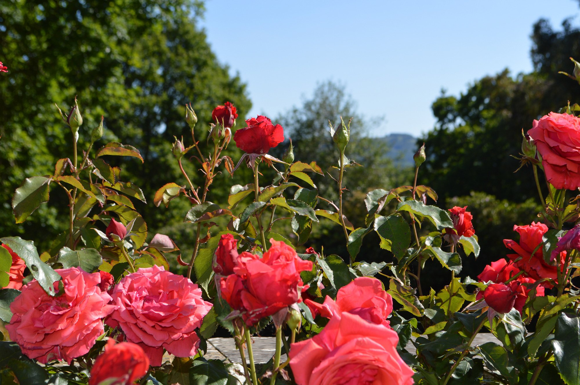 The Local Area — Honeybridge Estate — Country Estate and Luxury Self ...