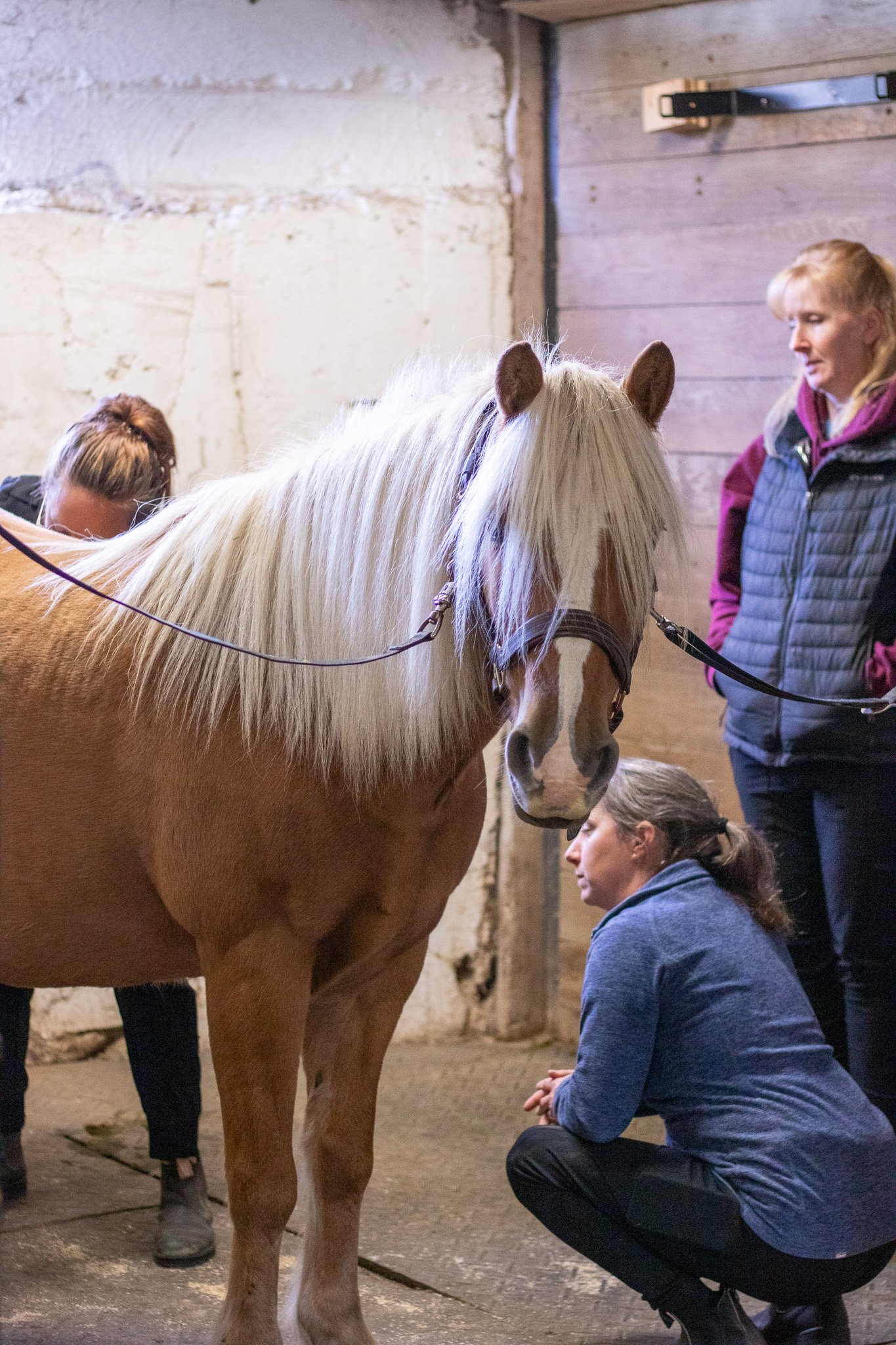 Learn With Us — Equi-Bow Canada