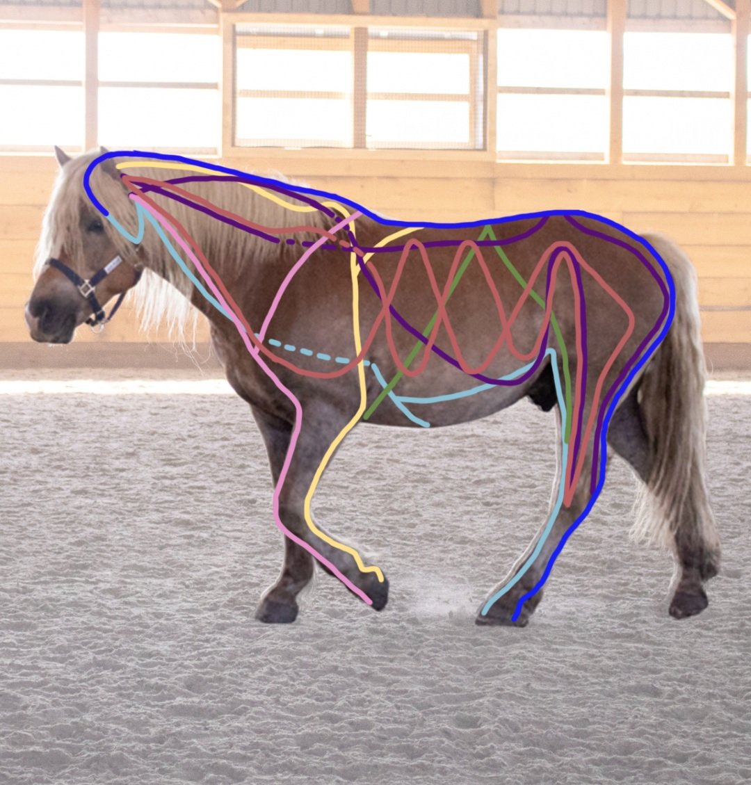 Learn With Us — Equi-Bow Canada