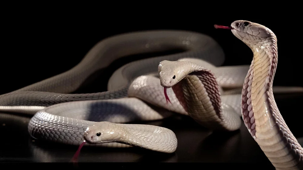 Monkeys - Photo Reference Pack For Artists 159 JPEGs — satine zillah