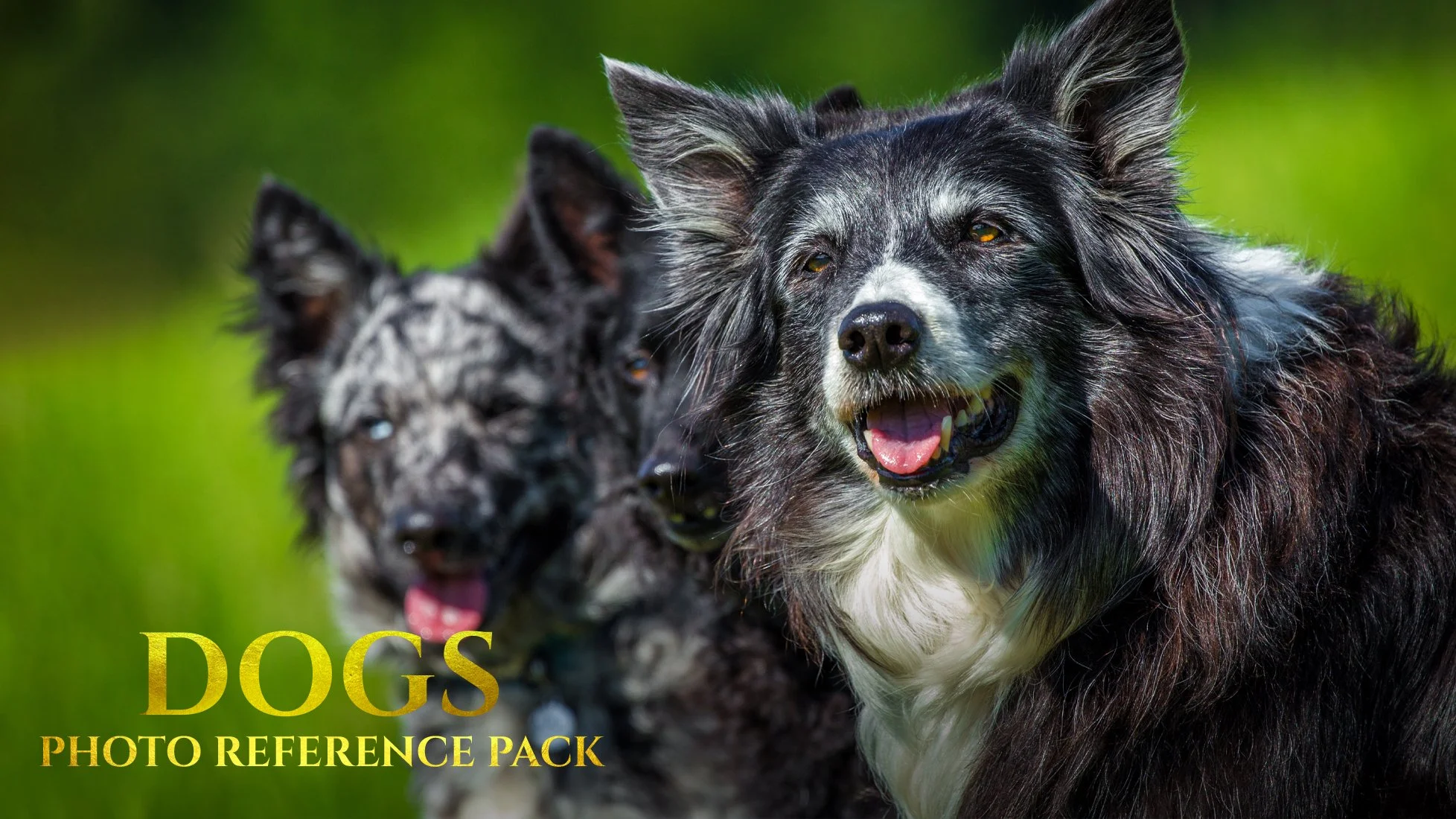 Monkeys - Photo Reference Pack For Artists 159 JPEGs — satine zillah