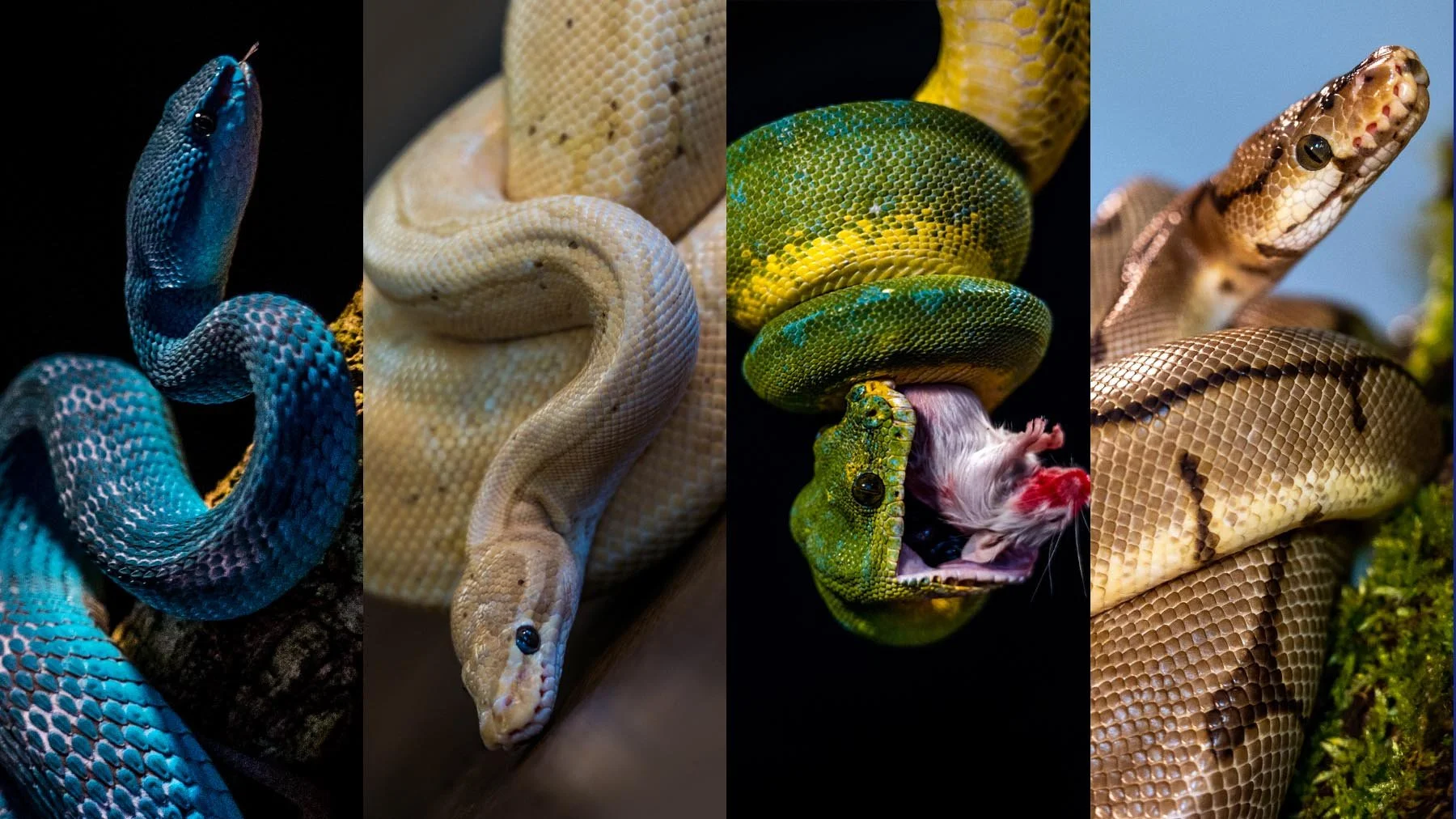 Monkeys - Photo Reference Pack For Artists 159 JPEGs — satine zillah