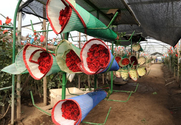OUR STORY — Rosarium Luxury Roses