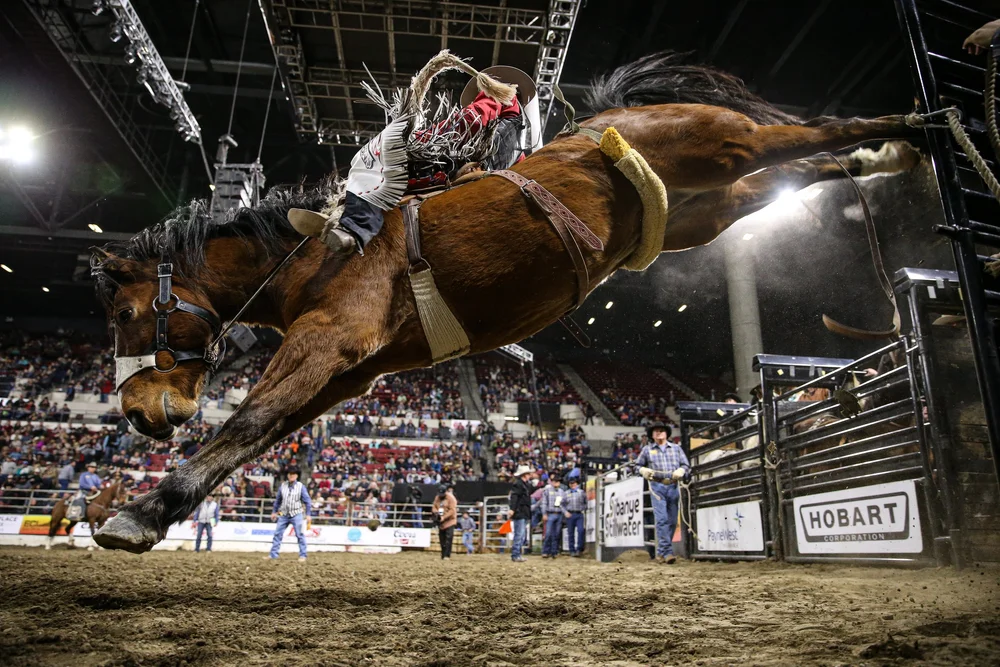 Indoor Rodeo Portfolio — Hailey Rae Photography