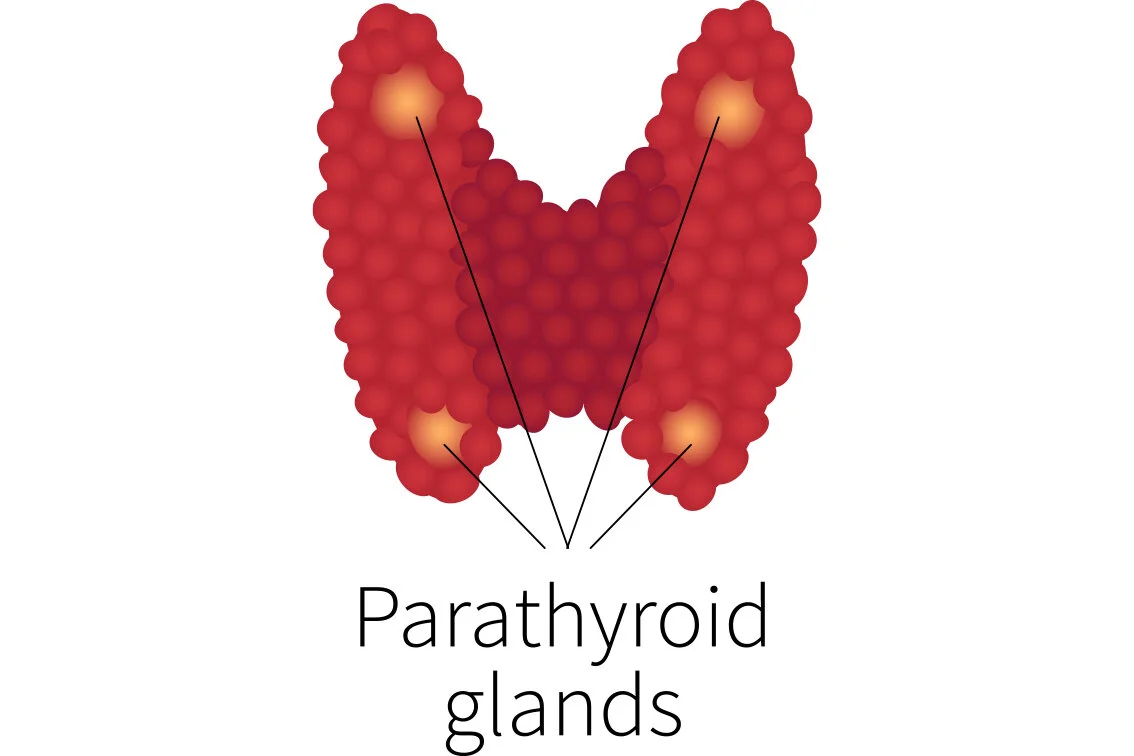 Parathyroid Conditions — Dr Susan Bell | Breast Surgeon, Endocrine ...