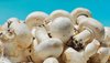How Chiber Could Change the Vegan Alcohol Industry — OopsVegan