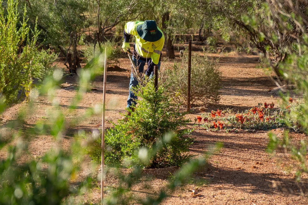Outback Trees of Australia | Commercial Landscaping Western Australia
