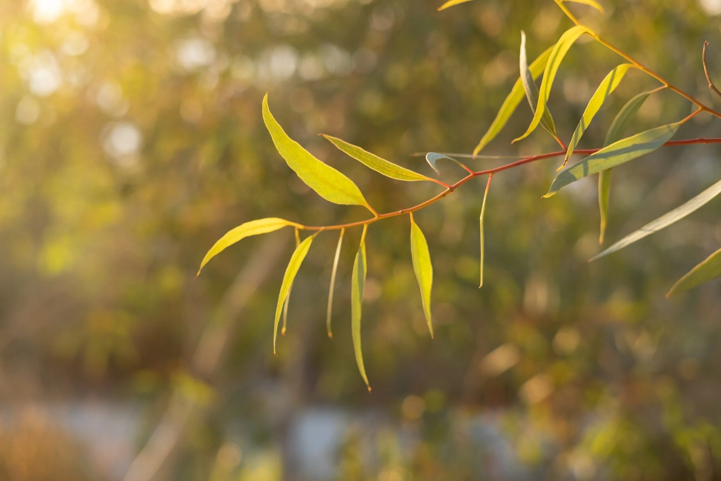 Outback Trees of Australia