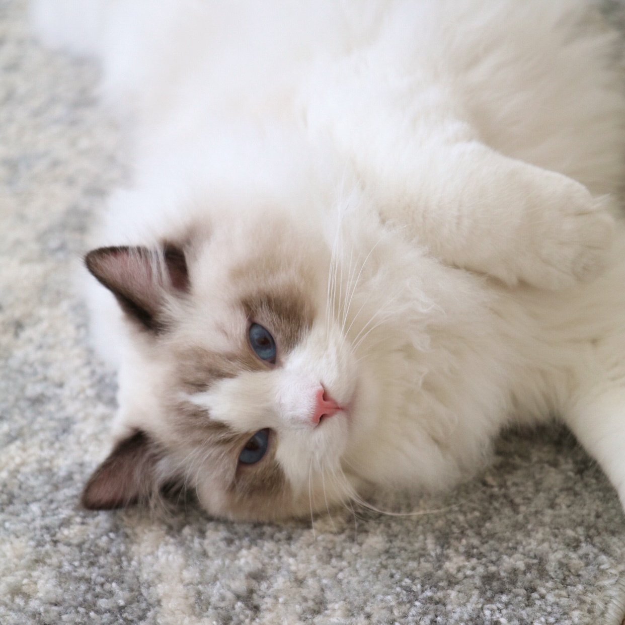 Adopt a Retired Ragdoll — Ragdoll Kittens For Sale | Ragdoll Breeder