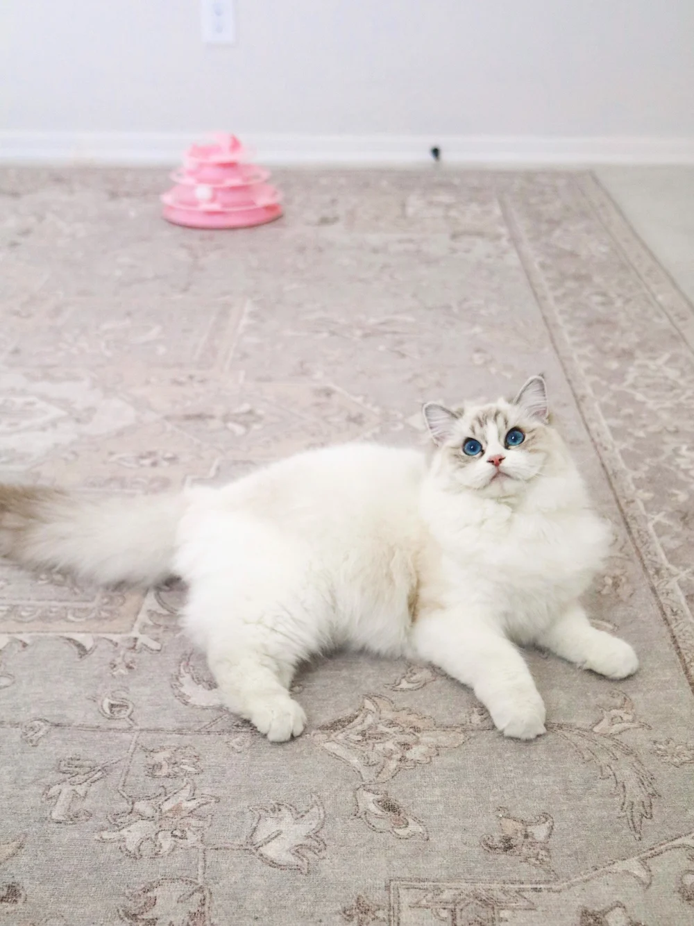 Ragdoll Breeding Program | Our Beautiful Female Ragdolls — Ragdoll ...