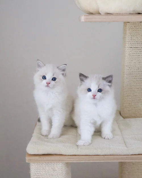 Ragdoll Kittens For Sale | Ragdoll Breeder