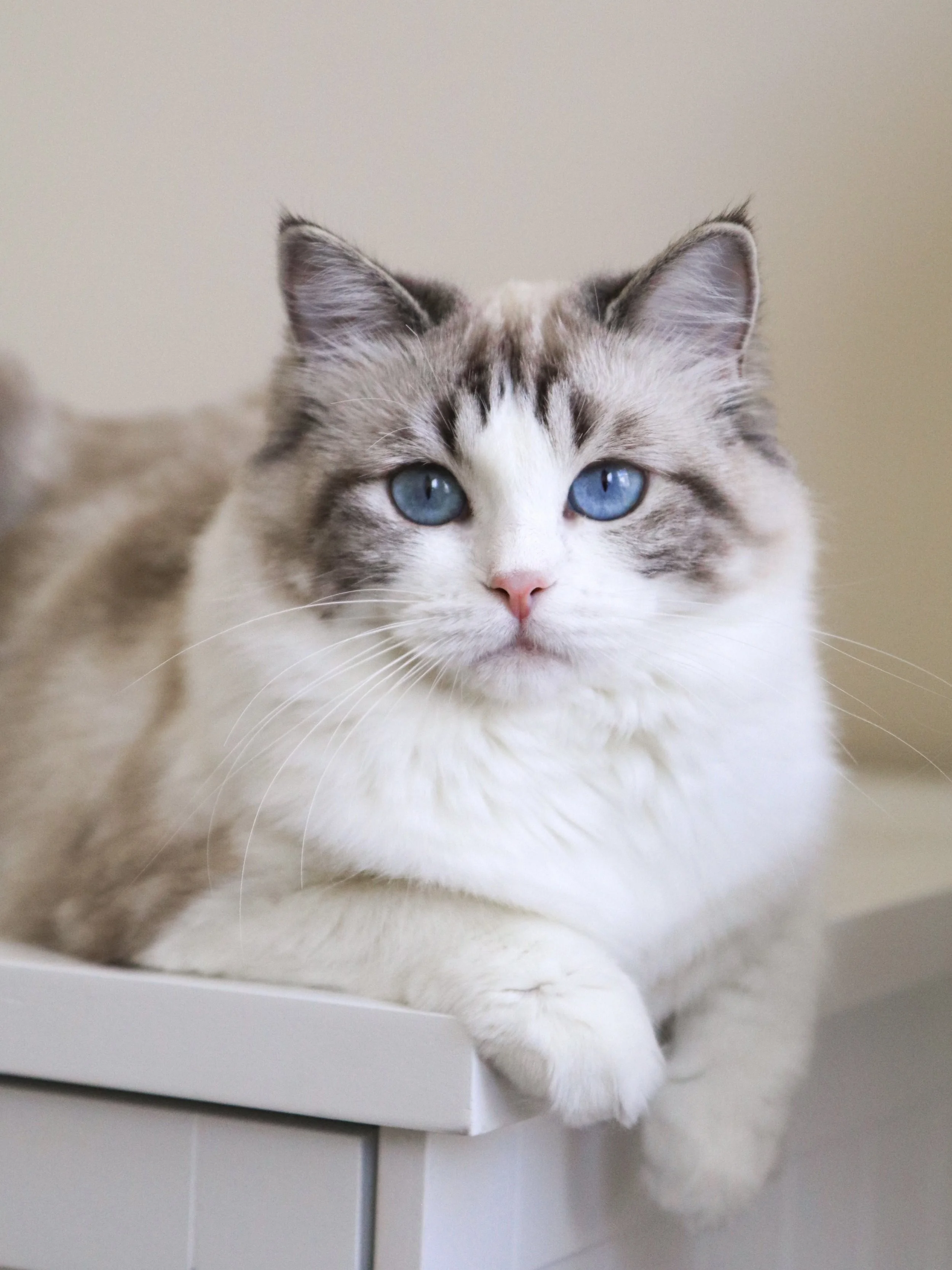 Lynx Bicolor Ragdoll