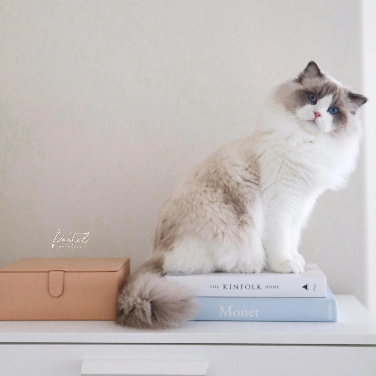 Ragdoll Kittens For Sale | Ragdoll Breeder