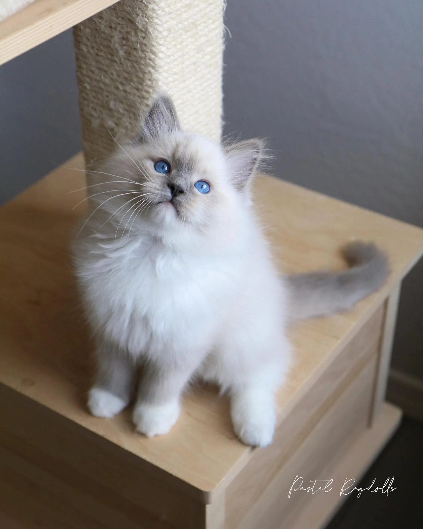 Ragdoll Kittens For Sale | Ragdoll Breeder