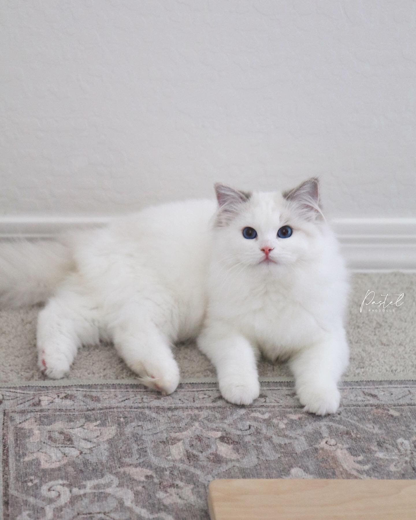 Ragdoll Kittens For Sale | Ragdoll Breeder