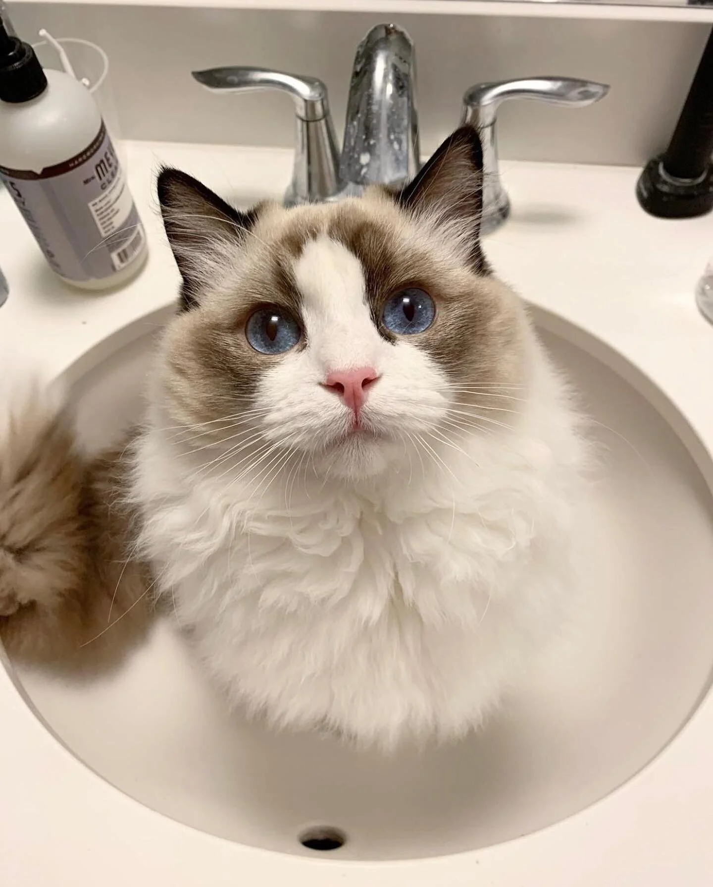 Ragdoll Kittens For Sale | Ragdoll Breeder