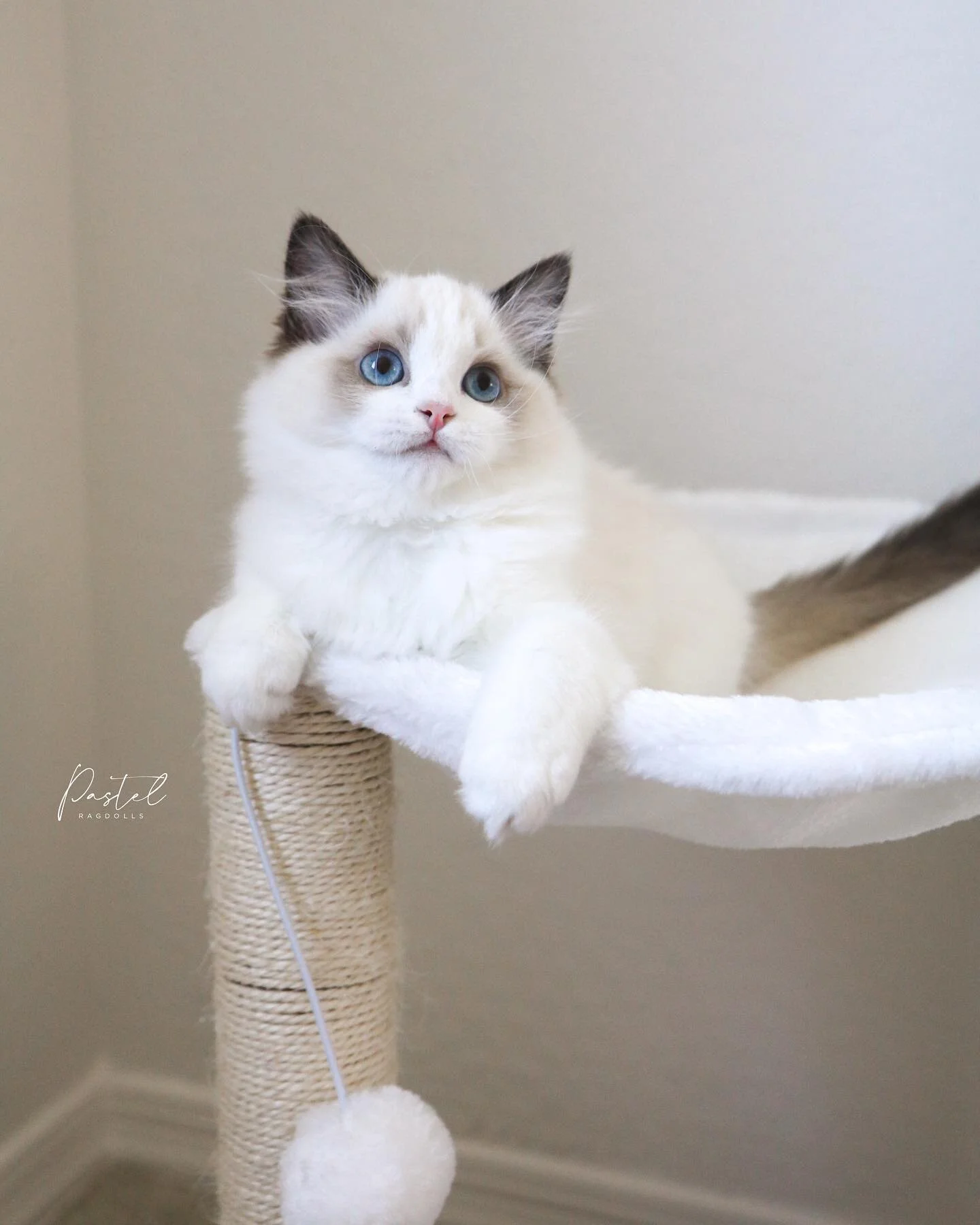 Ragdoll Kittens For Sale | Ragdoll Breeder