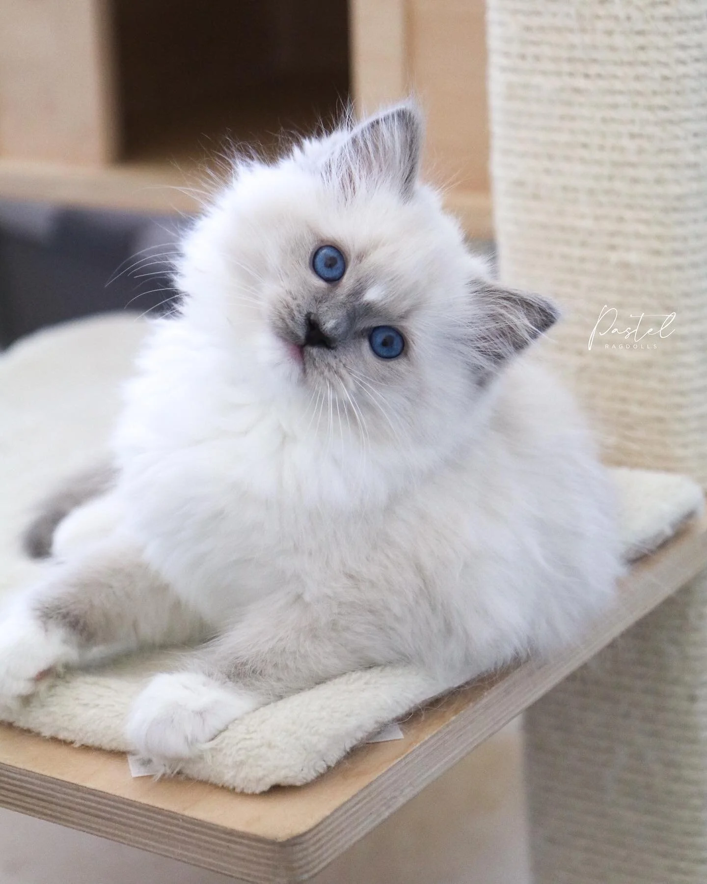 Ragdoll Kittens