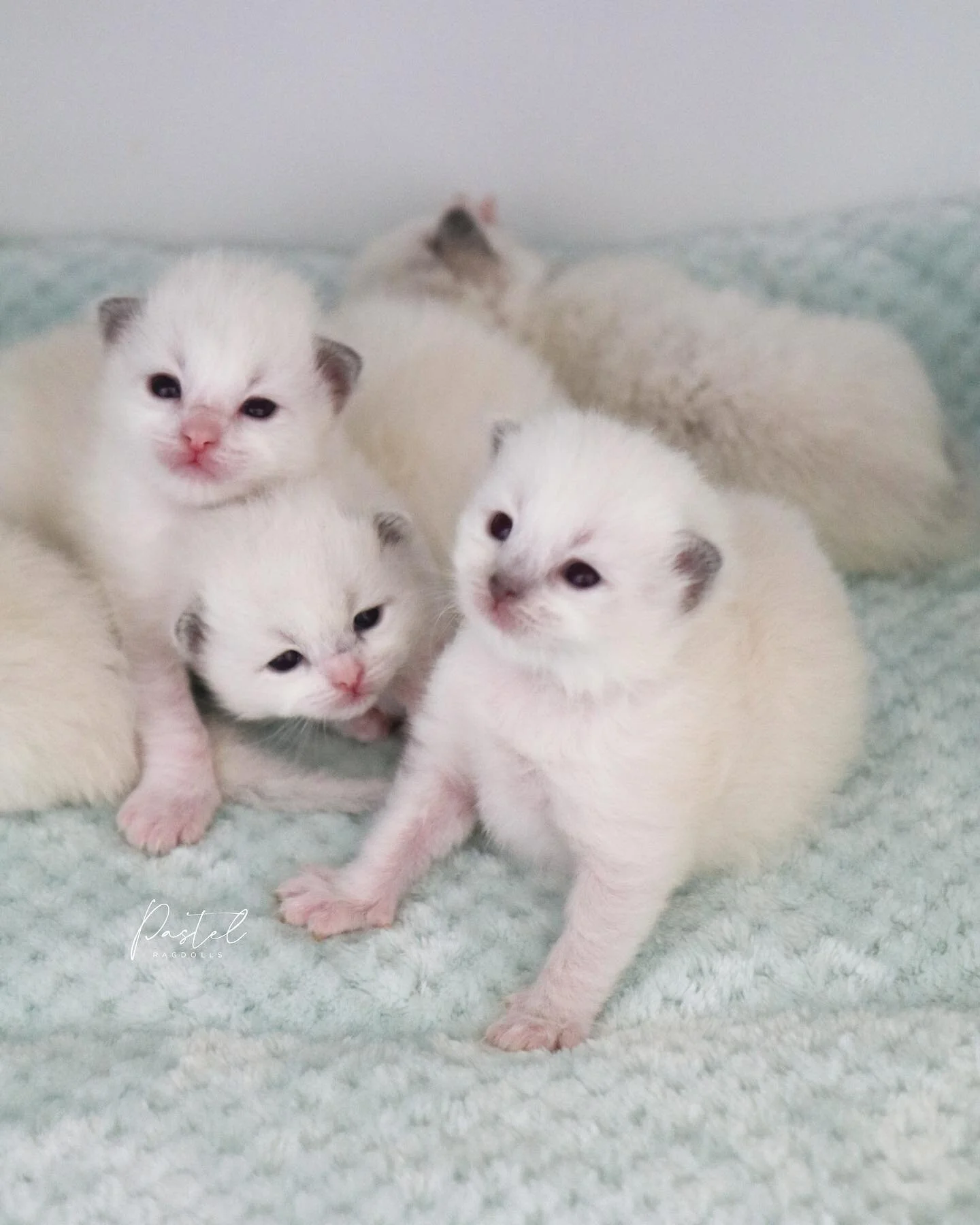 Ragdoll Kittens For Sale | Ragdoll Breeder