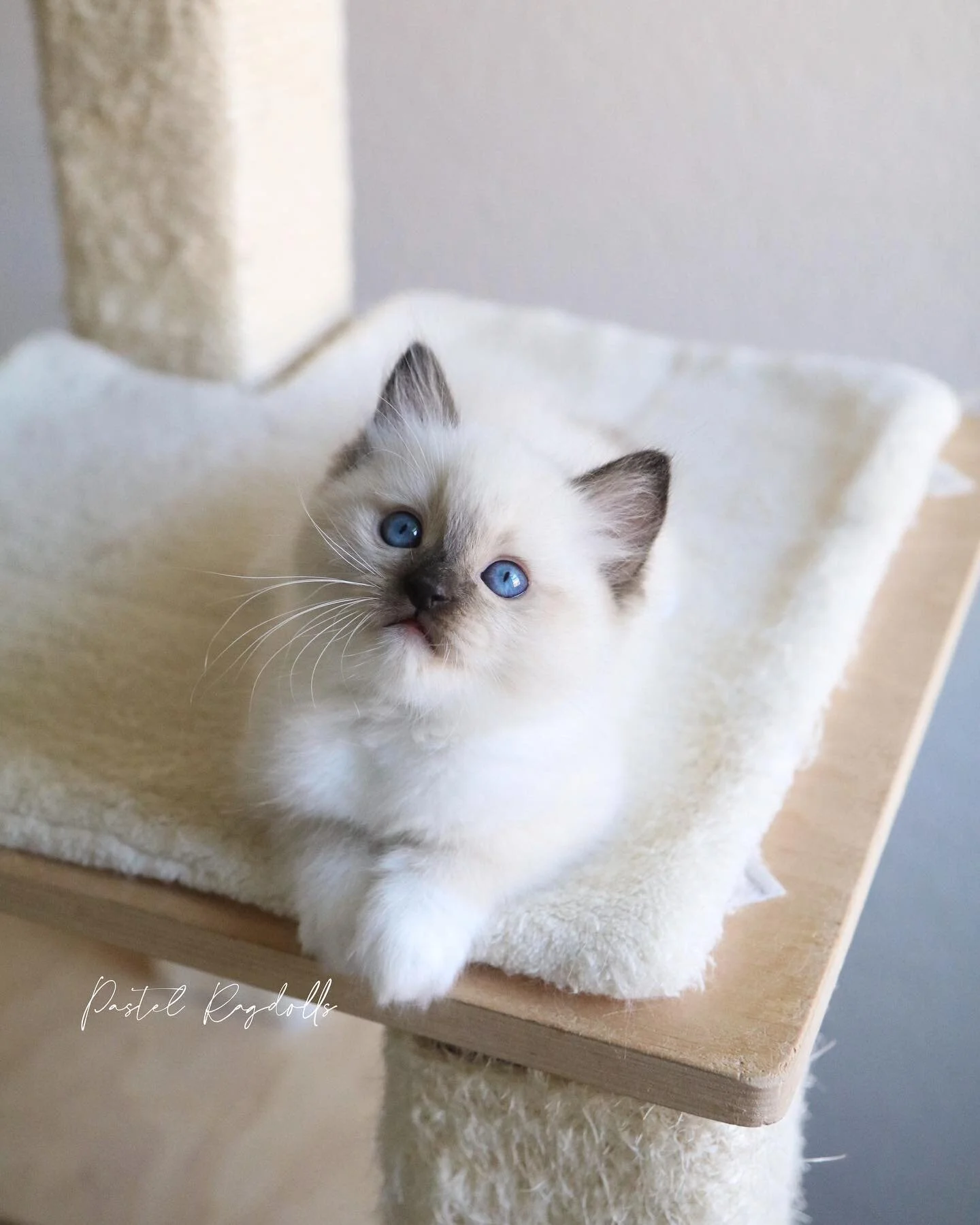 Ragdoll Breeds