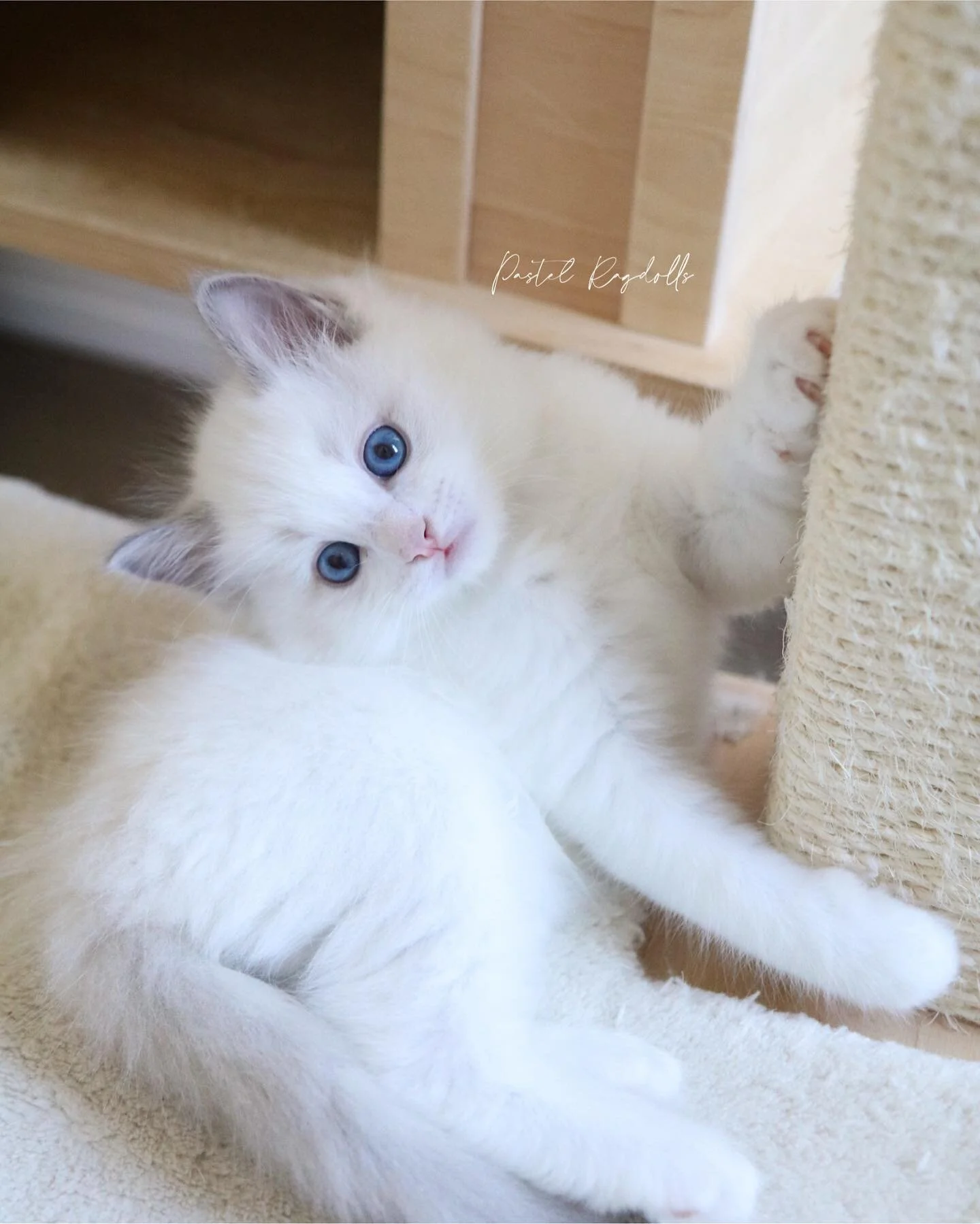 Ragdoll Kittens For Sale | Ragdoll Breeder